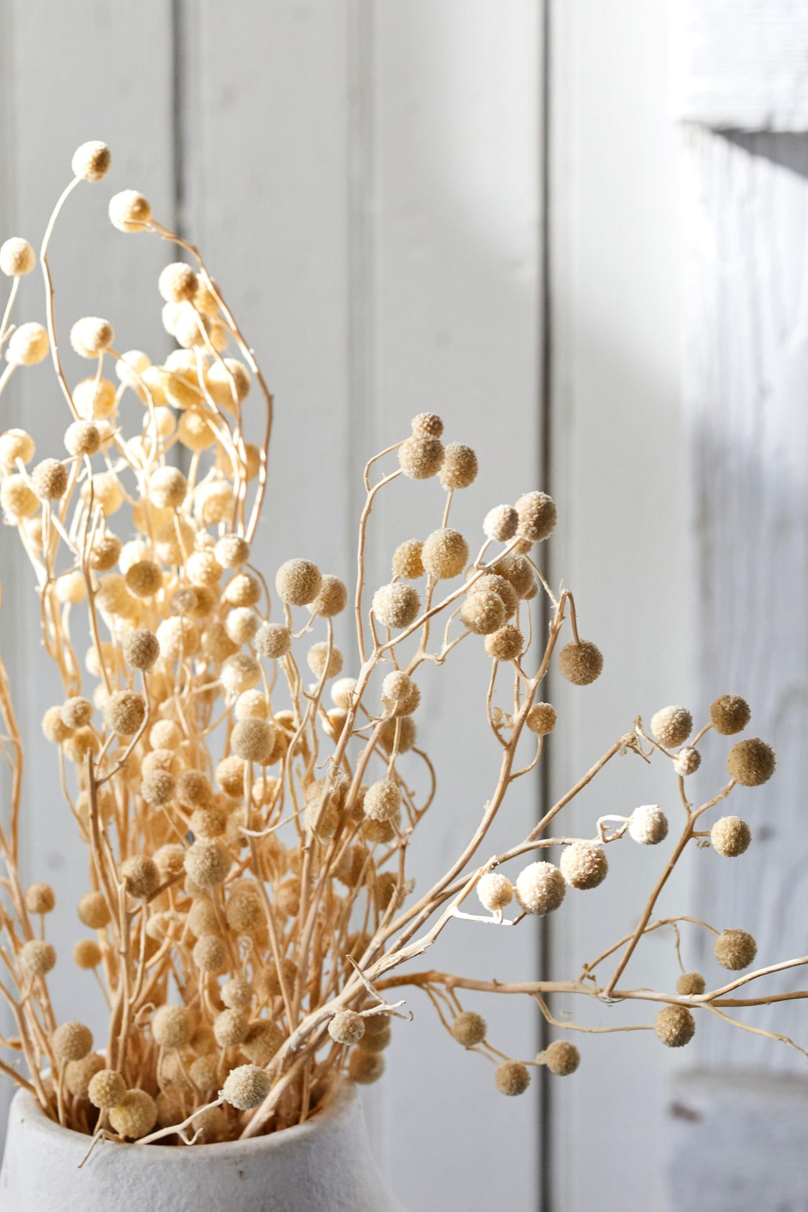 Dried Mini Poppy Bunch | Anthropologie ホーム